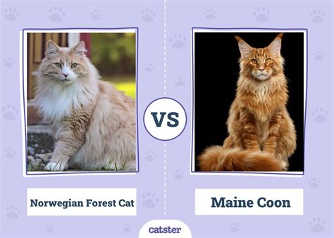 Norwegian Forest Cat Vs Maine Coon Size Ohio Birds And Biodiversity