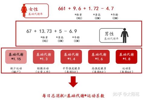 基础代谢bmr、总消耗tdee、减肥的关系 知乎