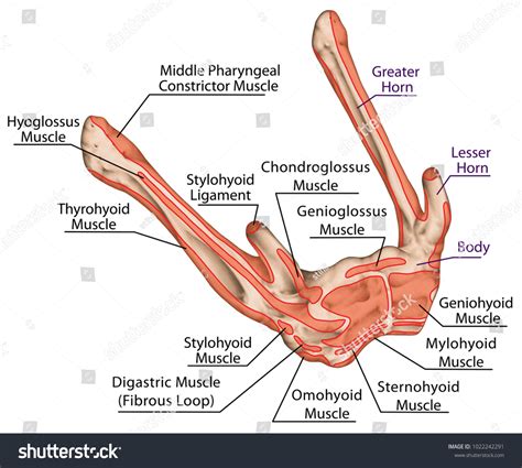 Geniohyoid Insertion And Origin