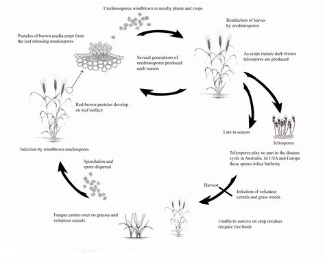 Leaf Rust Of Wheat Field Crop Diseases Victoria Field Crop Diseases Victoria