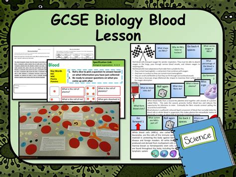 Ks4 Aqa Gcse Biology Science Biological Organisation Bundle