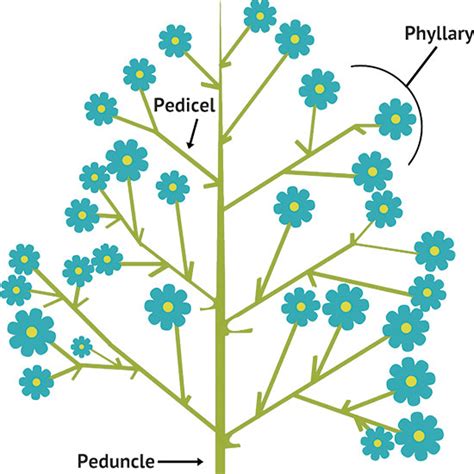 When Is A Flower An Inflorescence Mother Earth Gardener