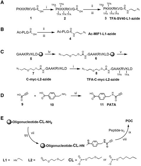 Scheme 1 Ac Synthesis Of Azido Functionalized Peptides D