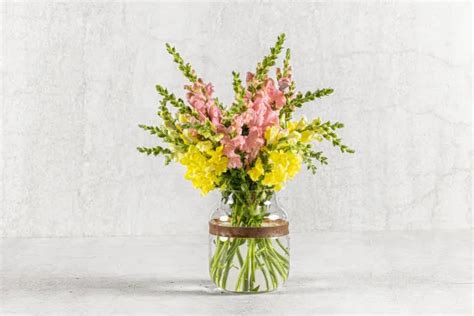 לוע הארי בורדו אירועים