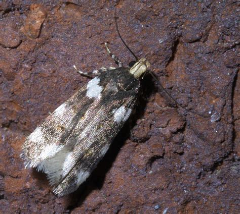 37 Common Black And White Moths Pictures And Identification