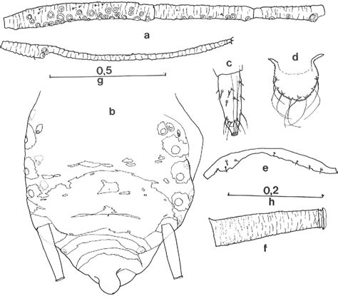 Figure 1 From Aphid Species And Morphs New To The Fauna Of Finland