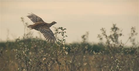 Sharp Tailed Grouse Flying