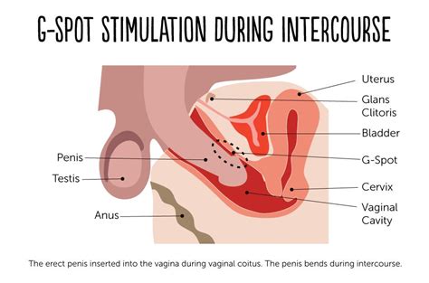 Anatomy Of The G Spot
