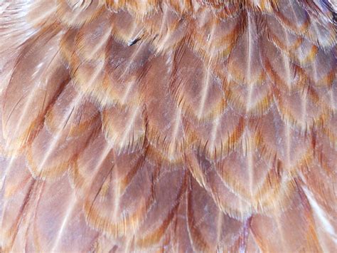 Premium Photo Textuers