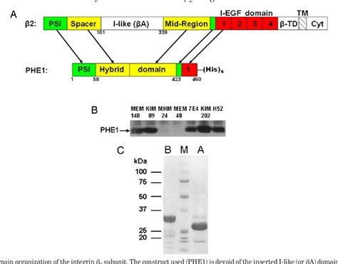 Figure 6 From The Crystal Structure Of The Plexin Semaphorin Integrin
