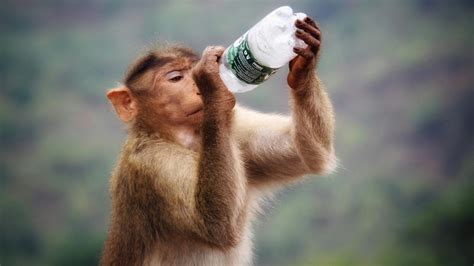 Up Cop Performs Cpr On Monkey Who Fell Unconscious Due To Sweltering