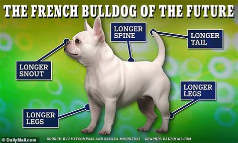 Meet Lily The Frenchie Of The Future Breeders Trying To Save The