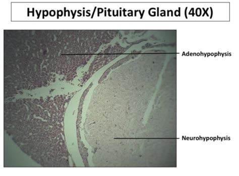 Histology Lab Exam 1 Flashcards Quizlet