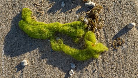 Hawaiian Seaweed Limu On A Sand Beach In Honolulu Hawaii Stock