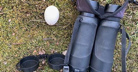Id Needed On Bird Egg Found In Sw Connecticut Album On Imgur