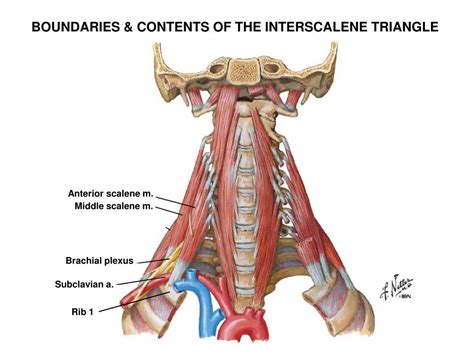 Ppt Posterior Triangle Of Neck Steven J Zehren Phd Powerpoint