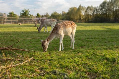 Sika Hirsche Weiden Auf Grünem Gras In Einem Gehege Im Zoo Ein