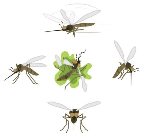 Best Dead Bug Illustrations Royalty Free Vector Graphics And Clip Art