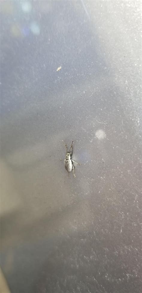 Is This A Weevil With A Short Snoot Ive Been Waiting For My Time To Come Look At This Cutie