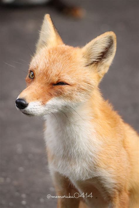 Adorable Red Fox