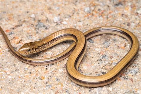 Eastern Glass Lizard South Carolina Partners In Amphibian And Reptile