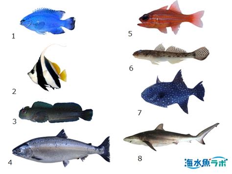 ヒレ 名前の由来 ヒレ とは Sqvs