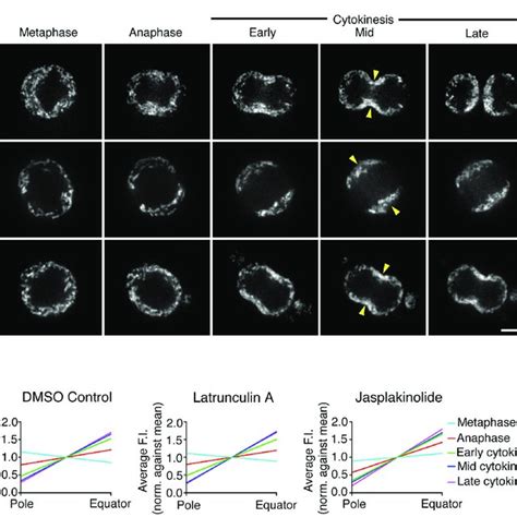 Mitochondrial Recruitment To The Cleavage Furrow Is Not Dependent On