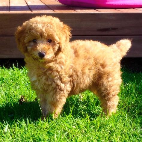 Our New Spoodle Or Cockapoo A Perfect Crossbreed