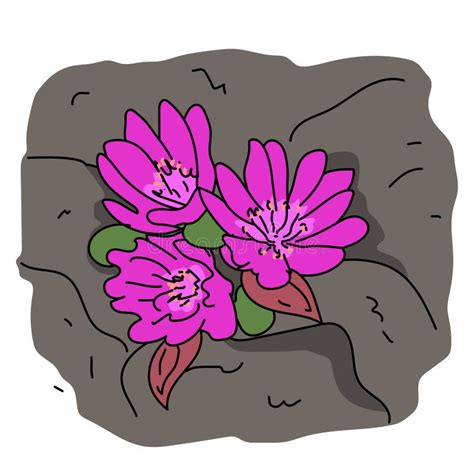 Bitterroot Flower Stock Illustrations 27 Bitterroot Flower Stock
