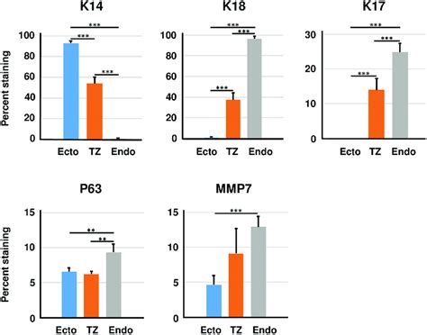 Quantitative Analysis Of Cell Marker Expression By Epithelial Cells Download Scientific Diagram