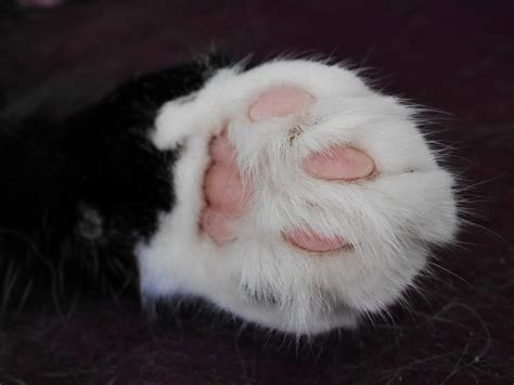 Tussig Tussi Tass Fluffy Tussi Paw Lookssounds Better I Flickr