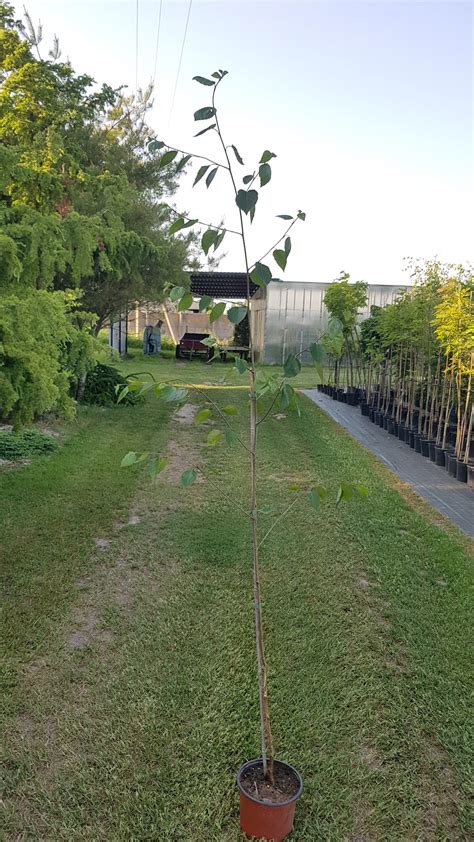 Himalajinis Beržas Doorenbos Medelynas Puošmedis