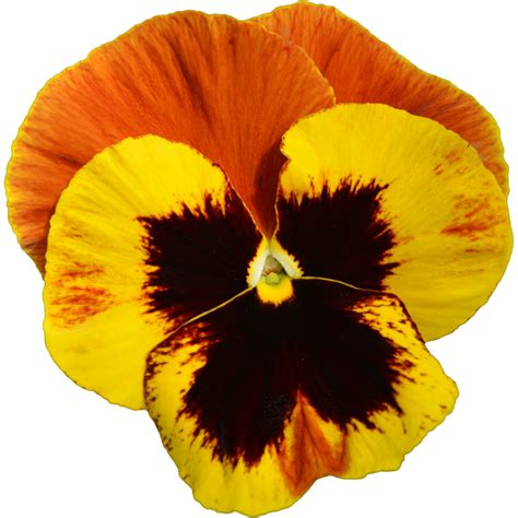 Viola Wittrockiana F1 Power Fire Muller Seeds