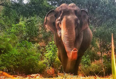 Wildlife Documentary Wild Thailand A Land Of Beauty
