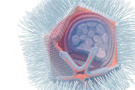 Dome Division Of Microbial Ecology