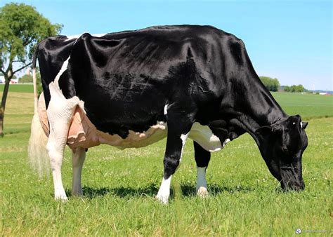 Holstein Holstein Cows Dairy Cows Cattle