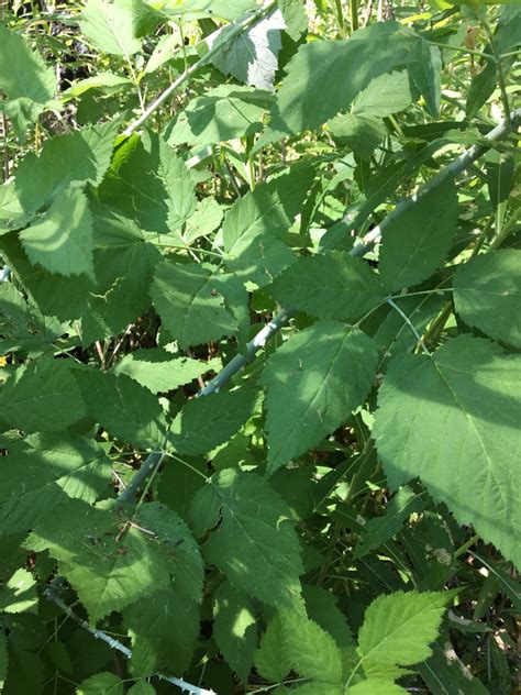 Whitebark Raspberry Search Native Plant Hub