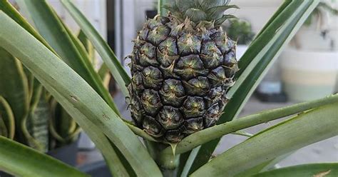 Pineapple Update Album On Imgur