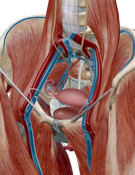 Pelvic Congestion Relief Top Solutions From A Leading Pelvic Pt