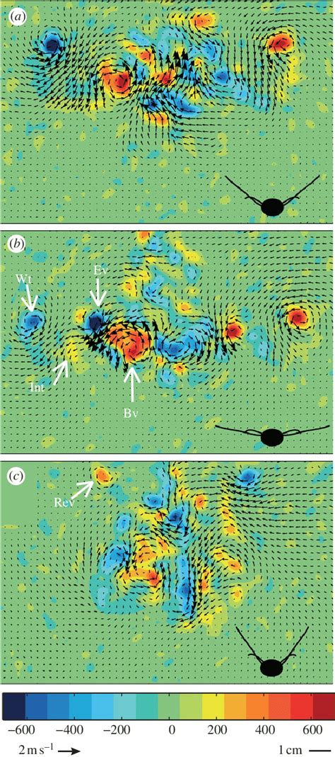 In Plane Velocity And Streamwise Vorticity Fields V X From The Download Scientific Diagram