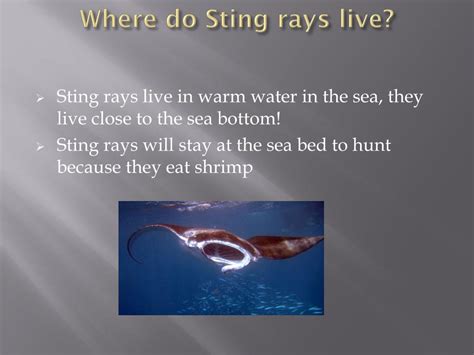 Ppt Stinging Stingrays Powerpoint Presentation Free Download Id