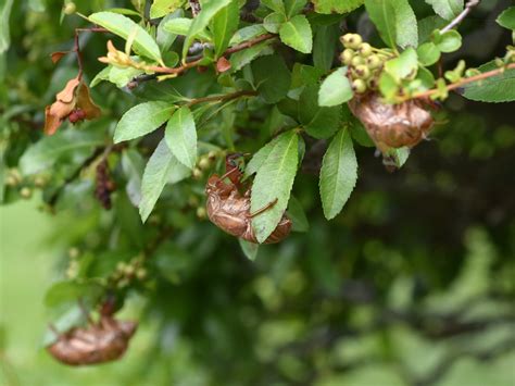 クマゼミ 愛媛の夢街道