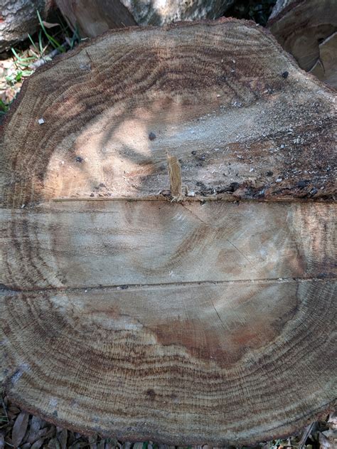 Understanding Tree Rings And Estimating The Age Of This Tree