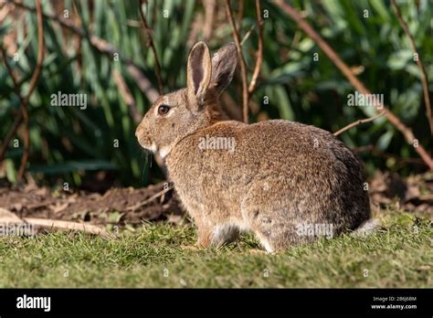 Oryctolagus Cuniculus Portrait Of A Wildlife Scene Of A European