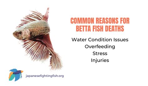 Is Your Betta Fish Dying 7 Reasons Bettas Die How To Tell
