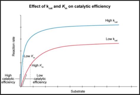 Slope And Catalytic Efficiency Question Rmcat