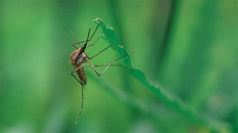World Mosquito Day 2022 List Of Vector Borne Diseases Caused By