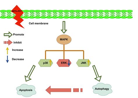 Biocell Mppa Pdt Induced Apoptosis And Autophagy Through Jnk And P38