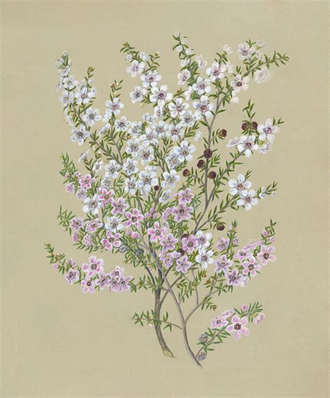 베이지색 배경에 꽃 한 무리의 그림 사진 Unsplash의 무료 식물 이미지