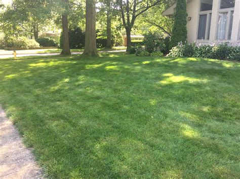 What Kind Of Grass Do I Have Learning About Grass Types In Pa